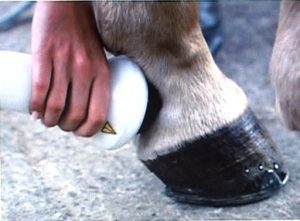 Ondes de choc focalisées chez le cheval: que peut-on traiter? - Cabinet ...